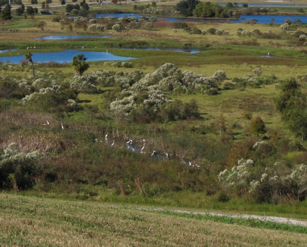 About – CeleryFields.org